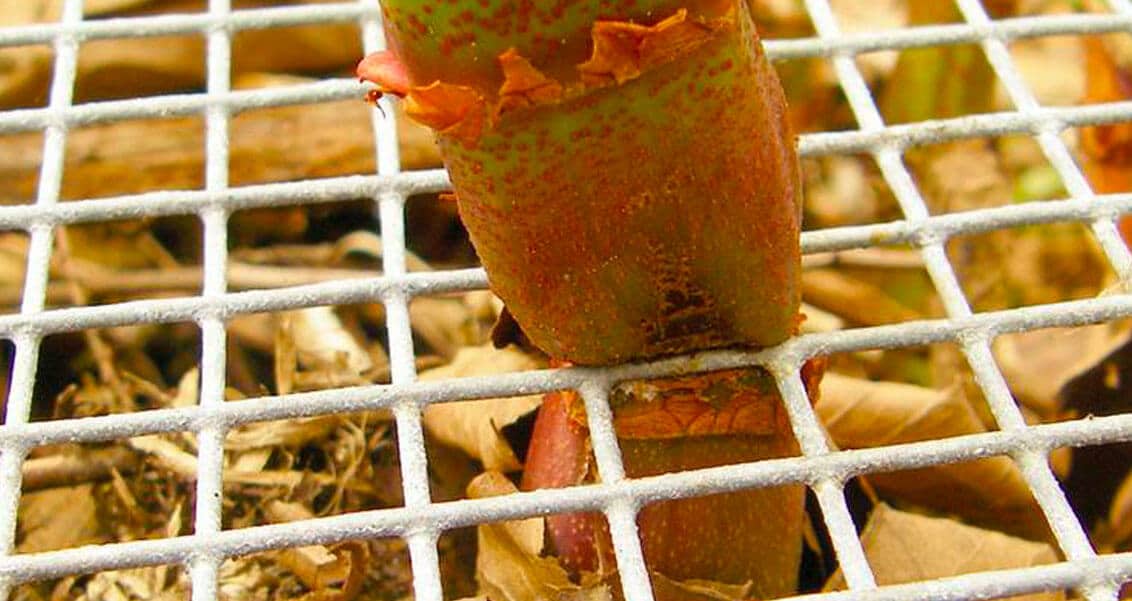 Japanese Knotweed MeshTech Treatment - JKSL